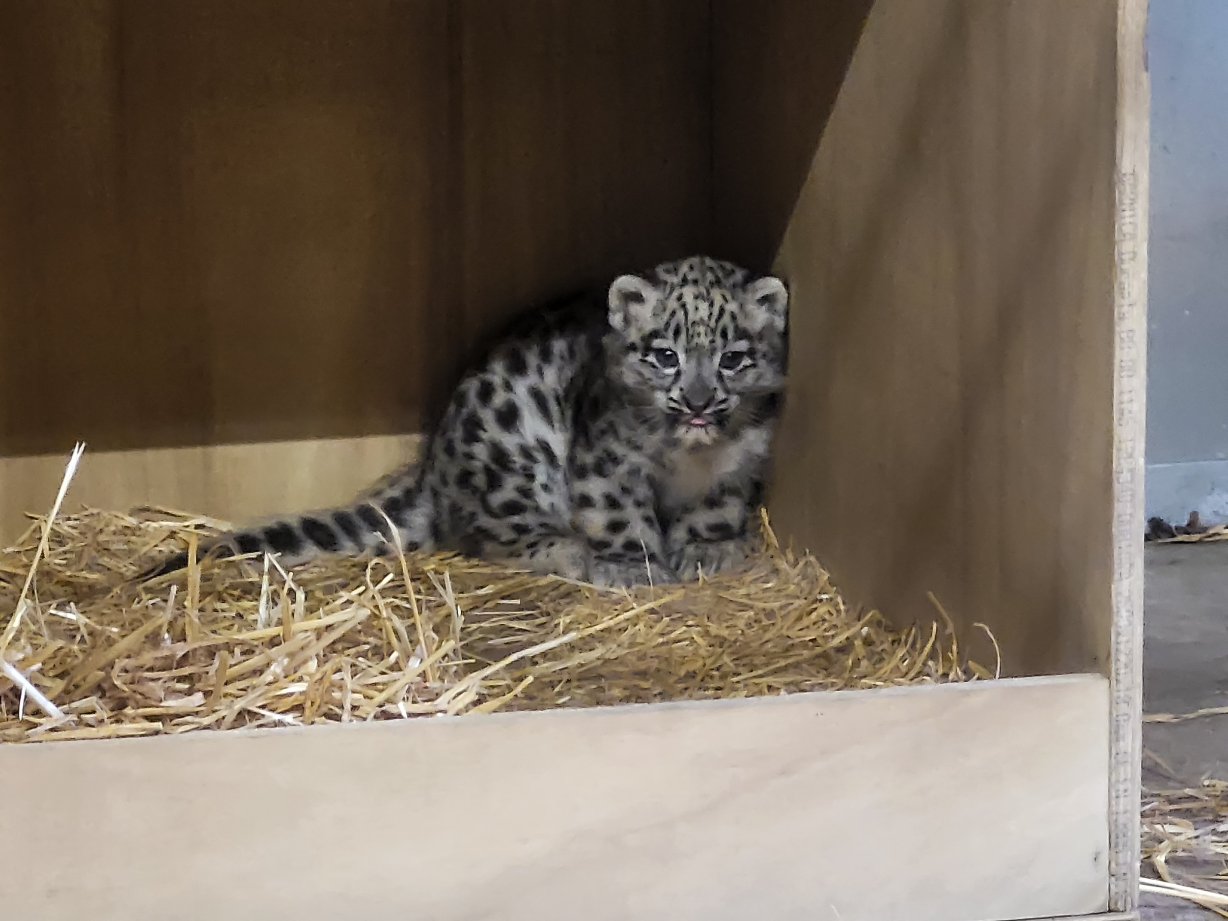Chester Zoo welcomes its first ever snow leopard cub